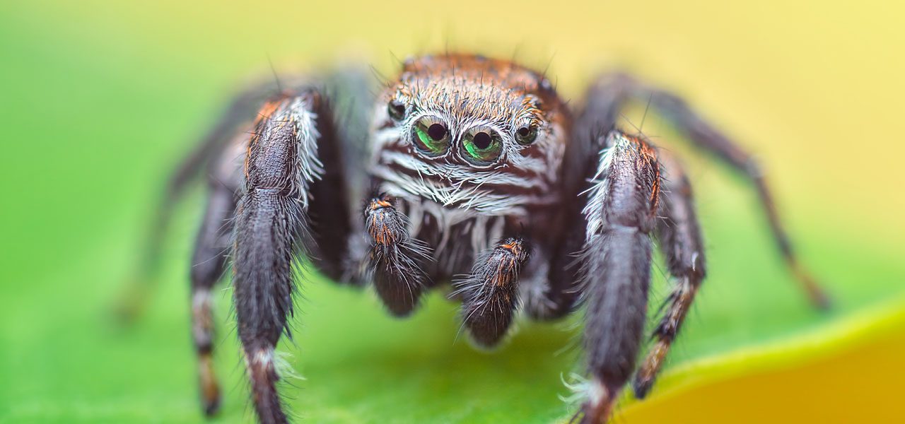🐞📸 Fotografía de Insectos:【 Guía Definitiva 】🐞📸