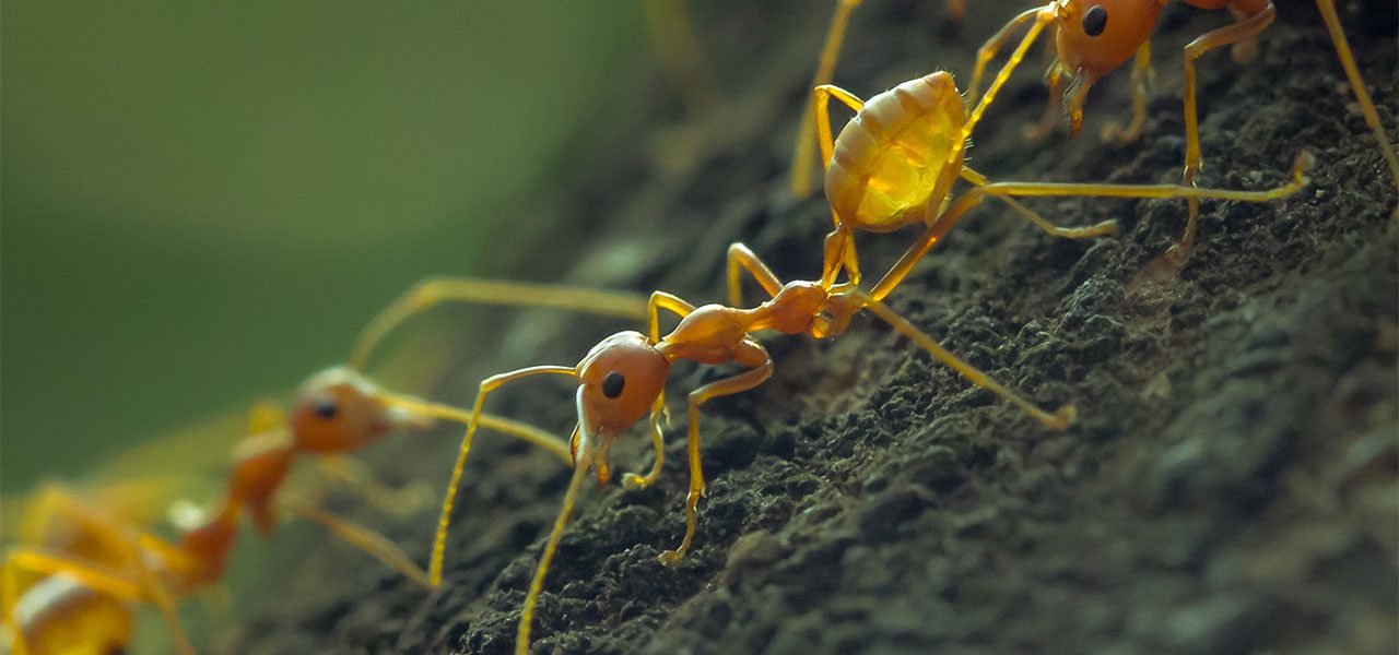 🐞📸 Fotografía de Insectos:【 Guía Definitiva 】🐞📸