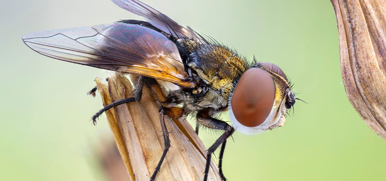 🐞📸 Fotografía de Insectos:【 Guía Definitiva 】🐞📸