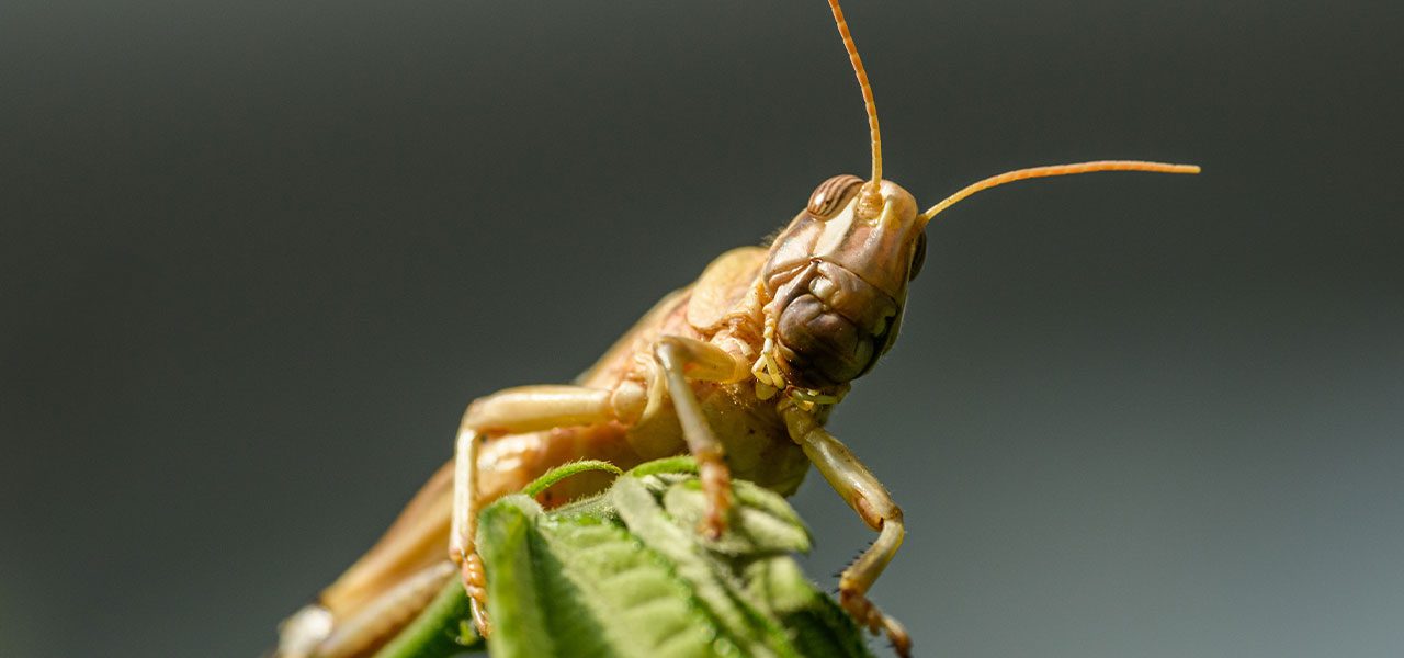 🐞📸 Fotografía de Insectos:【 Guía Definitiva 】🐞📸
